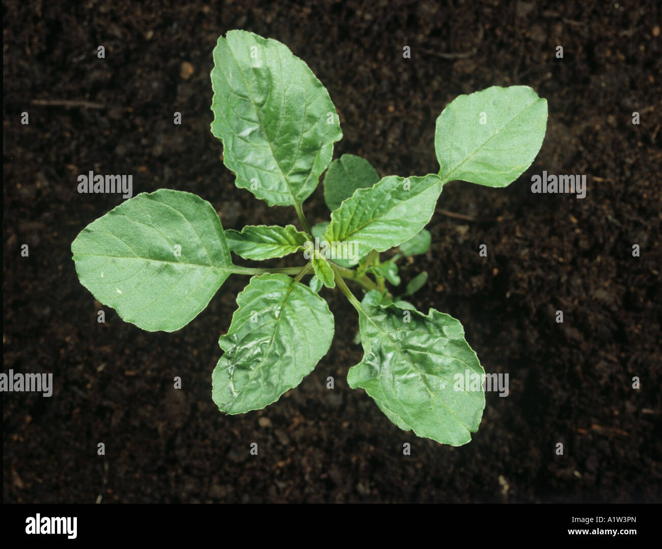 Spiny amaranth Amaranthus spinosus young plant Stock Photo - Alamy