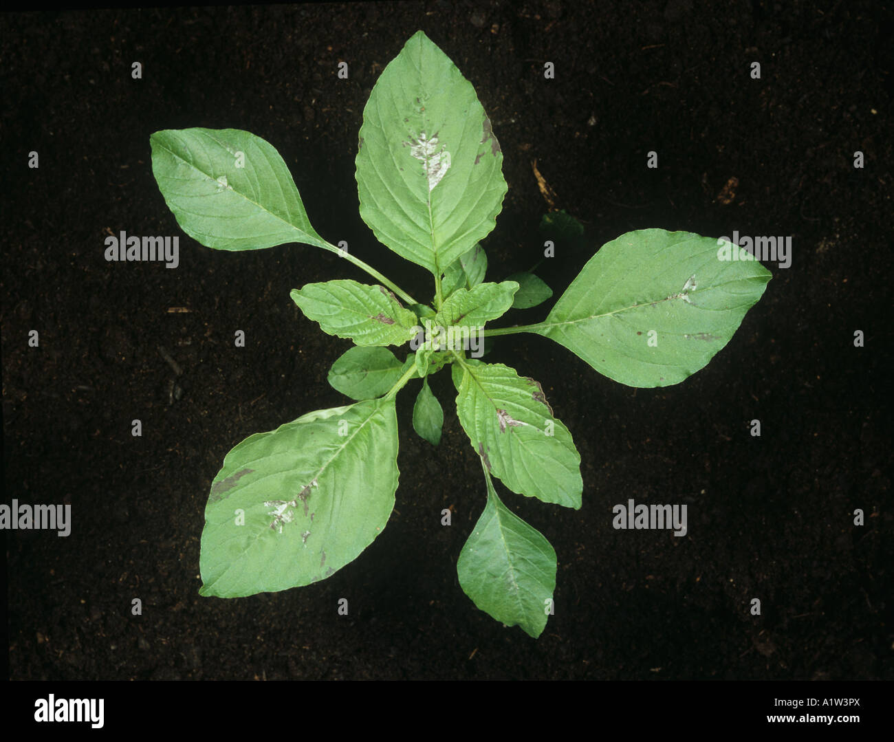 Green amaranth Amaranthus viridis young plant Stock Photo - Alamy