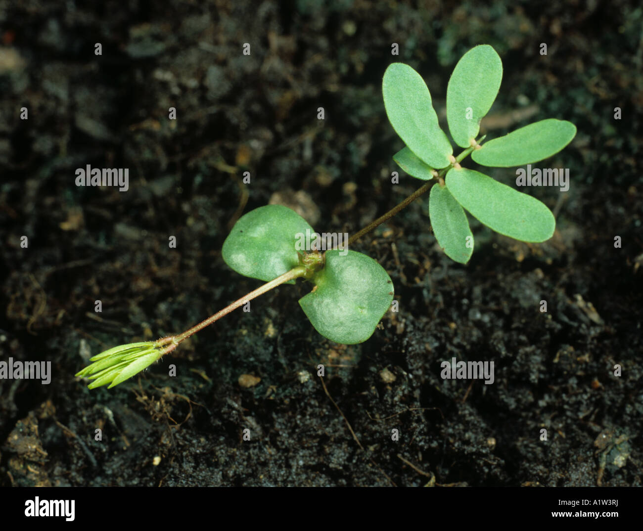 Sensitivity plant Mimosa pudica seedling with cotyledons and first true ...