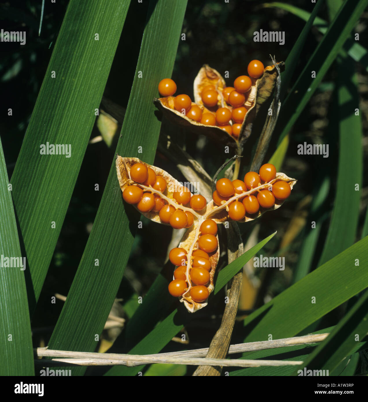 Stinking iris or roast beef plant Iris foetidissima open seedpods and ...
