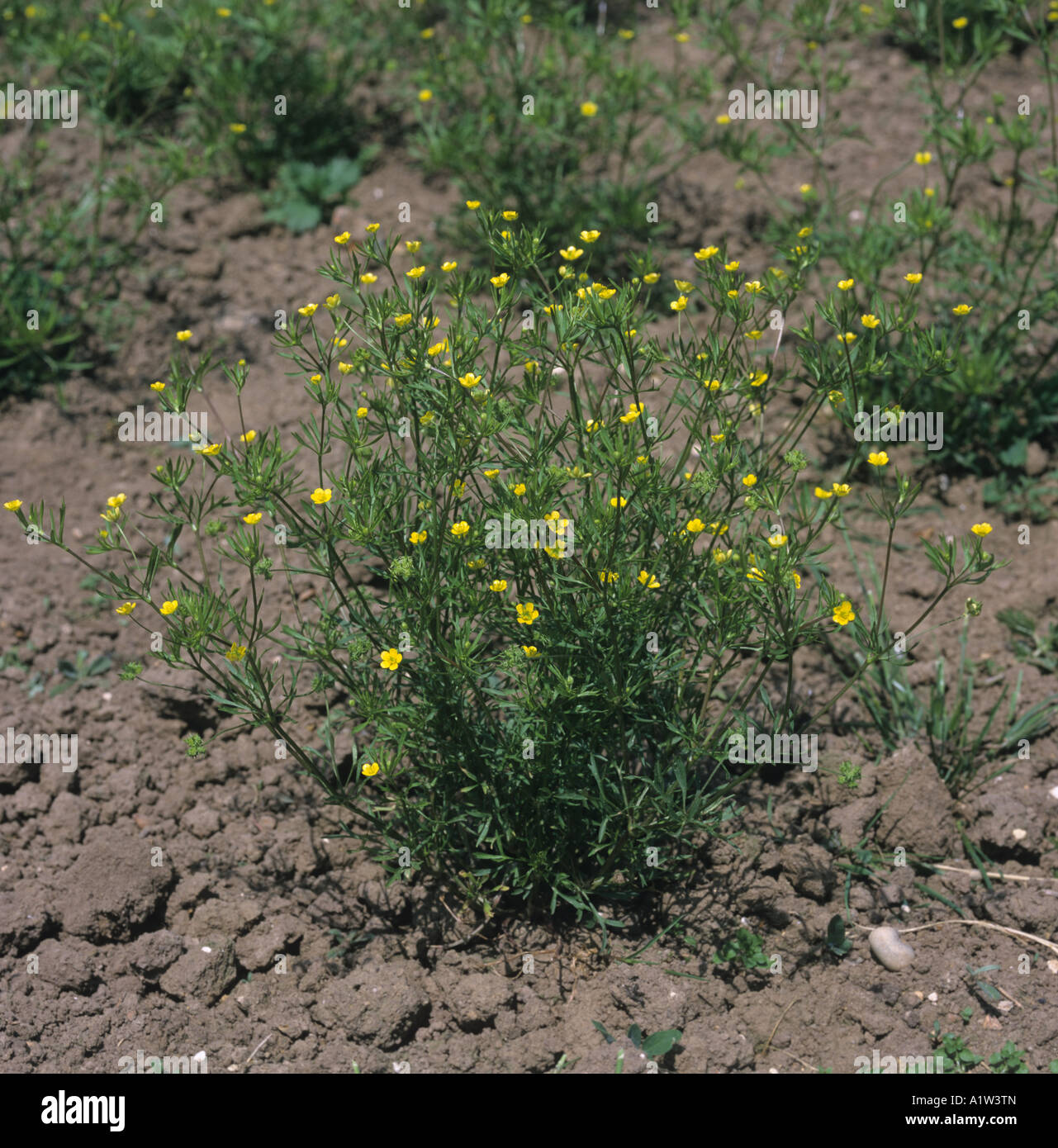 Ranunculus arvensis hi-res stock photography and images - Alamy