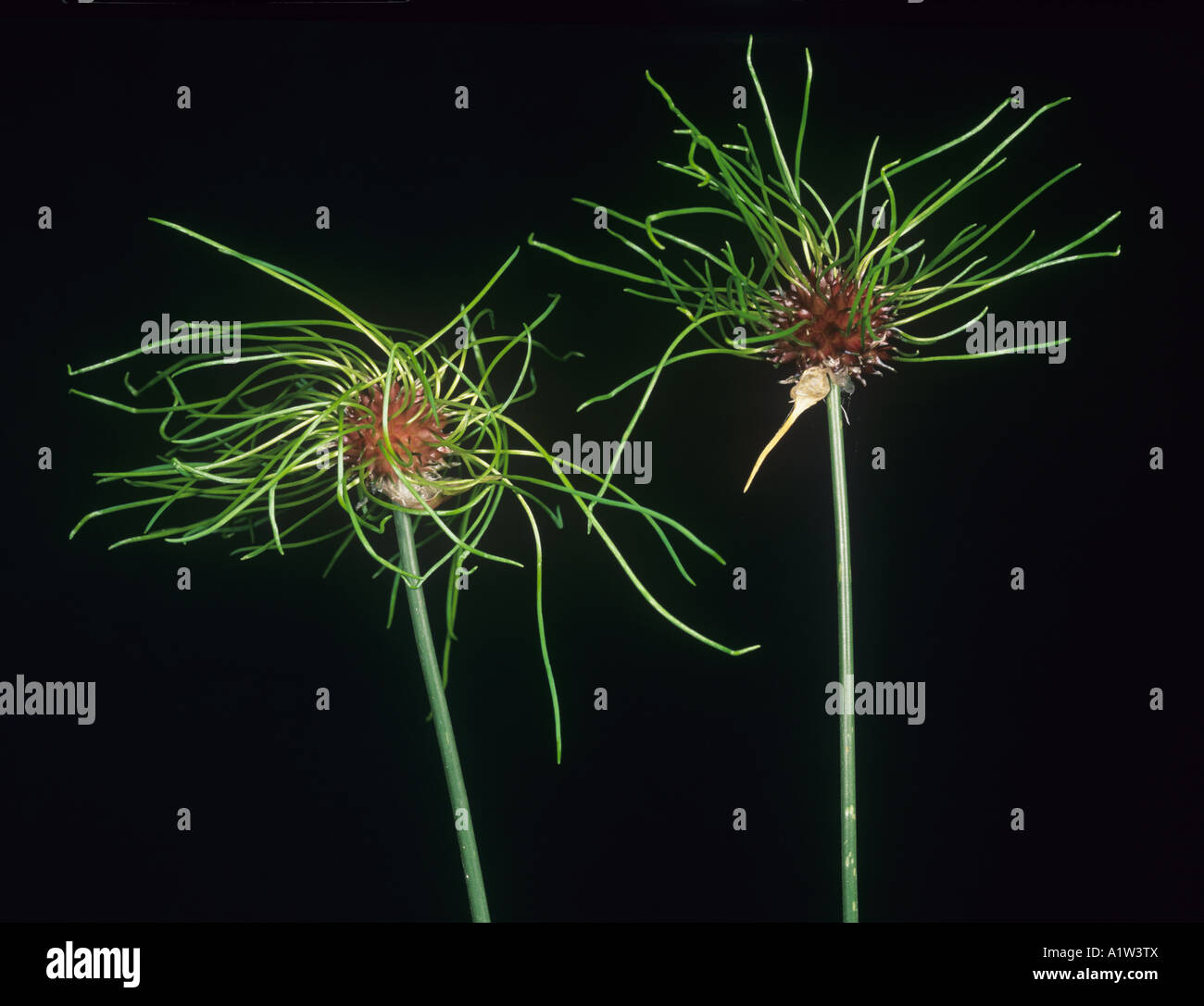 Bulbils hi-res stock photography and images - Alamy