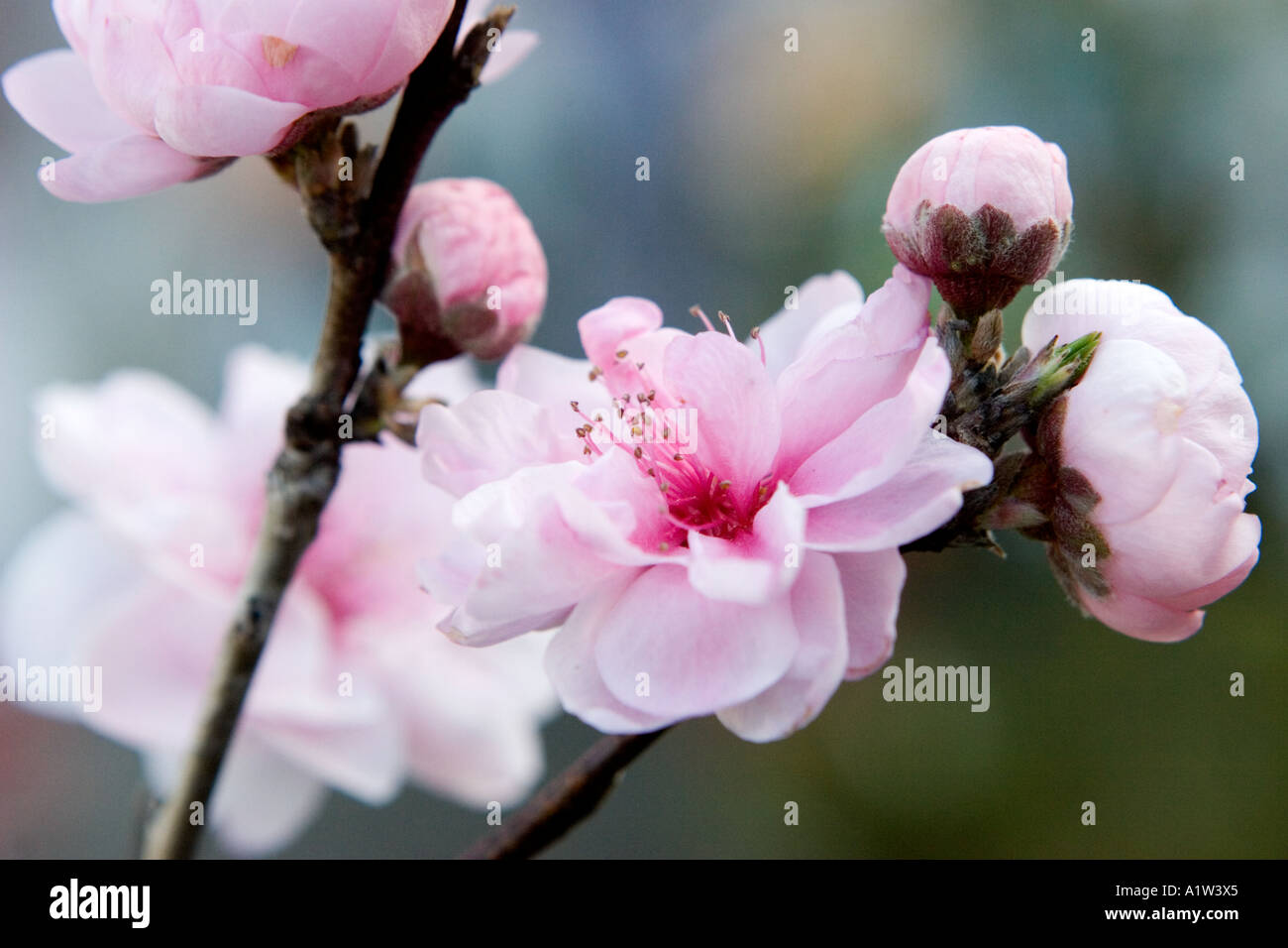 Pink Cherry Blossoms in Japan Stock Photo - Alamy