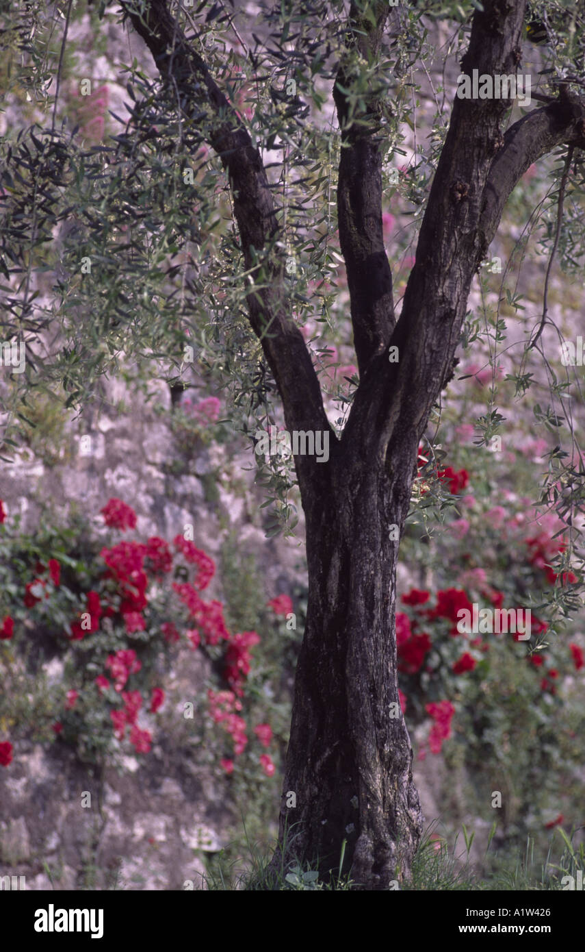 Italian roses hi-res stock photography and images - Alamy