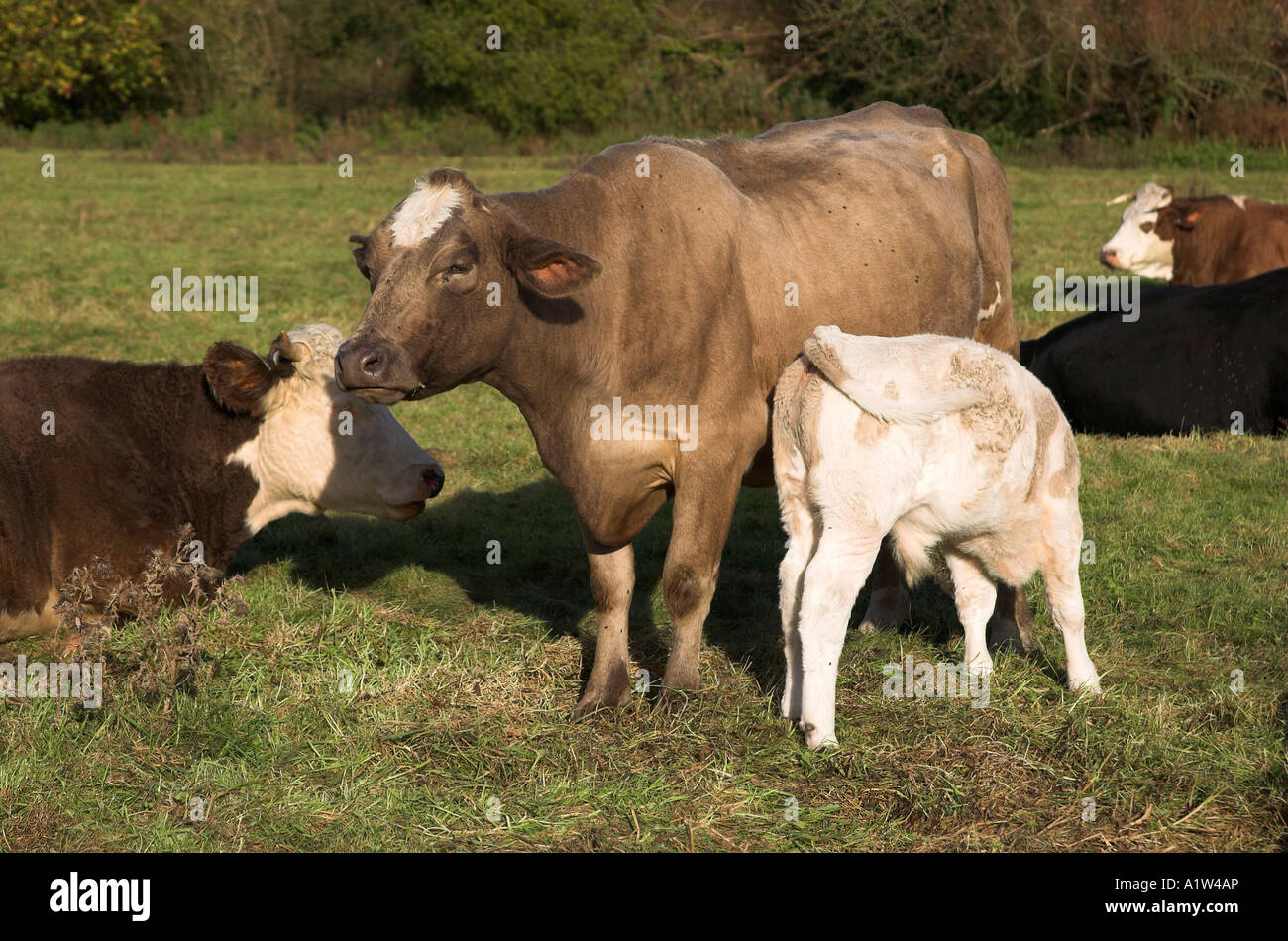 Jersey cow and calf in St Cross water meadows, Winchester, Hampshire ...