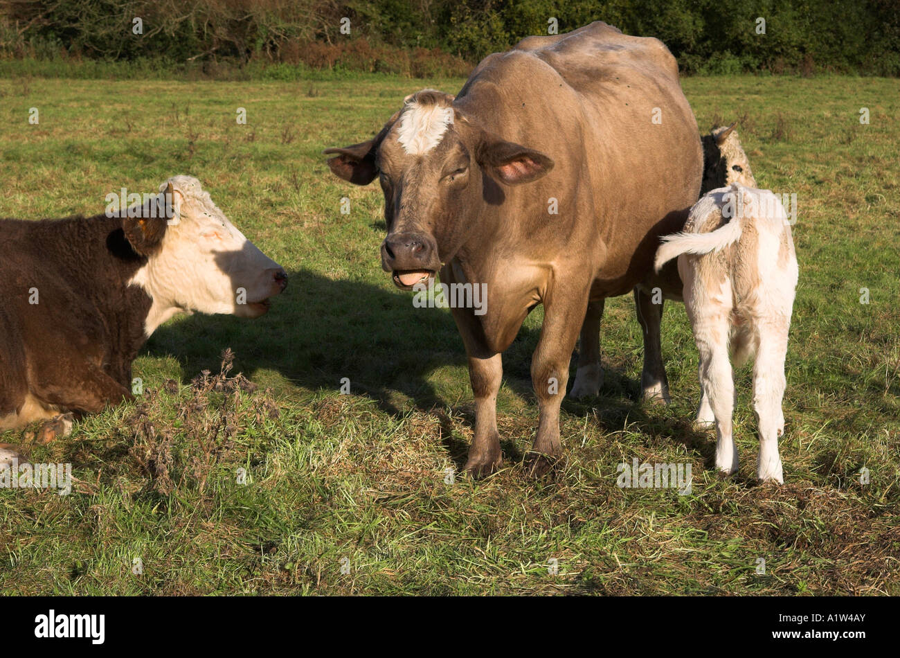 Jersey cow and calf in St Cross water meadows, Winchester, Hampshire ...
