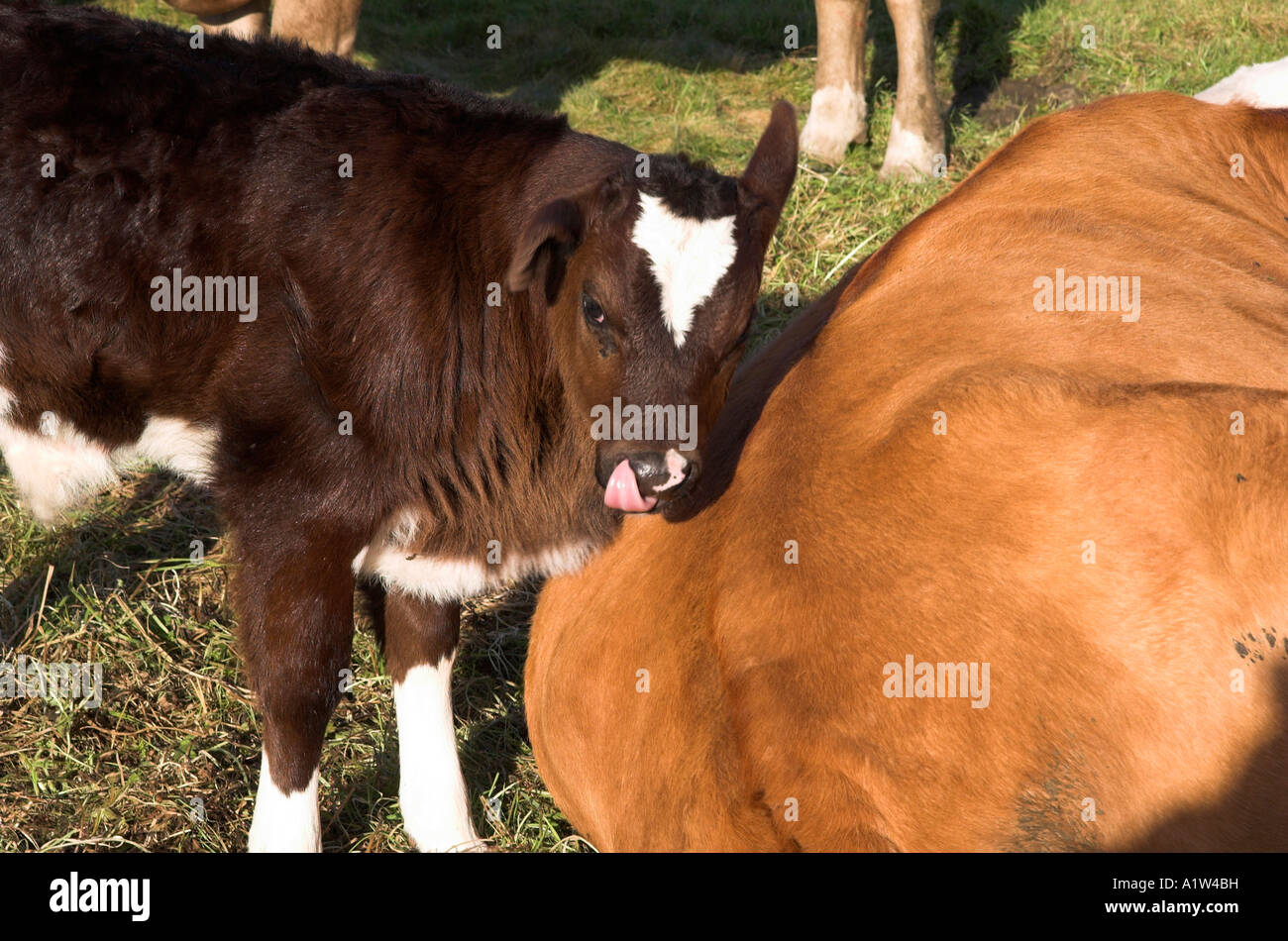 Red cow and black and white Friesan calf in St Cross water meadows ...