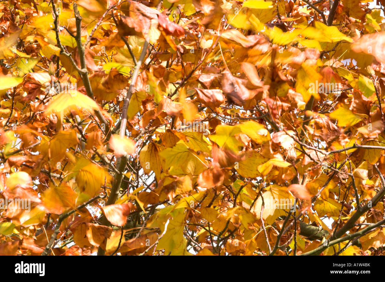 Leaves on tree blowing in hi-res stock photography and images - Alamy