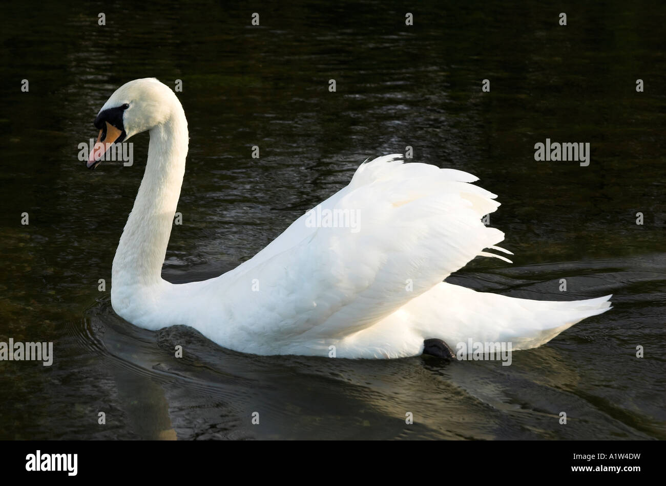 Side view of swan with raised wings Stock Photo - Alamy