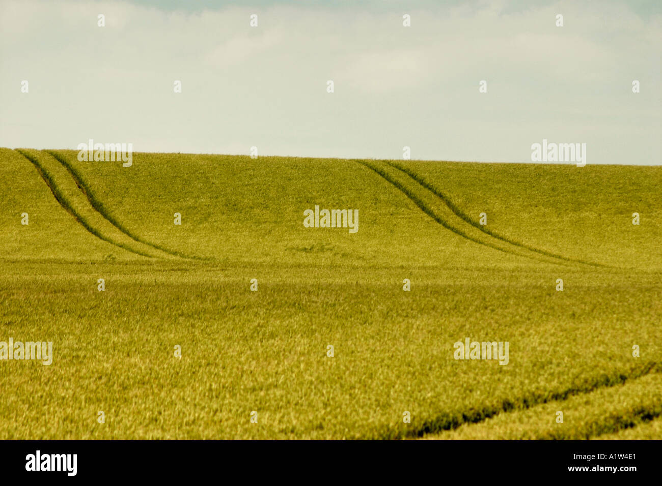 Tractor tyre trails in the corn Stock Photo - Alamy