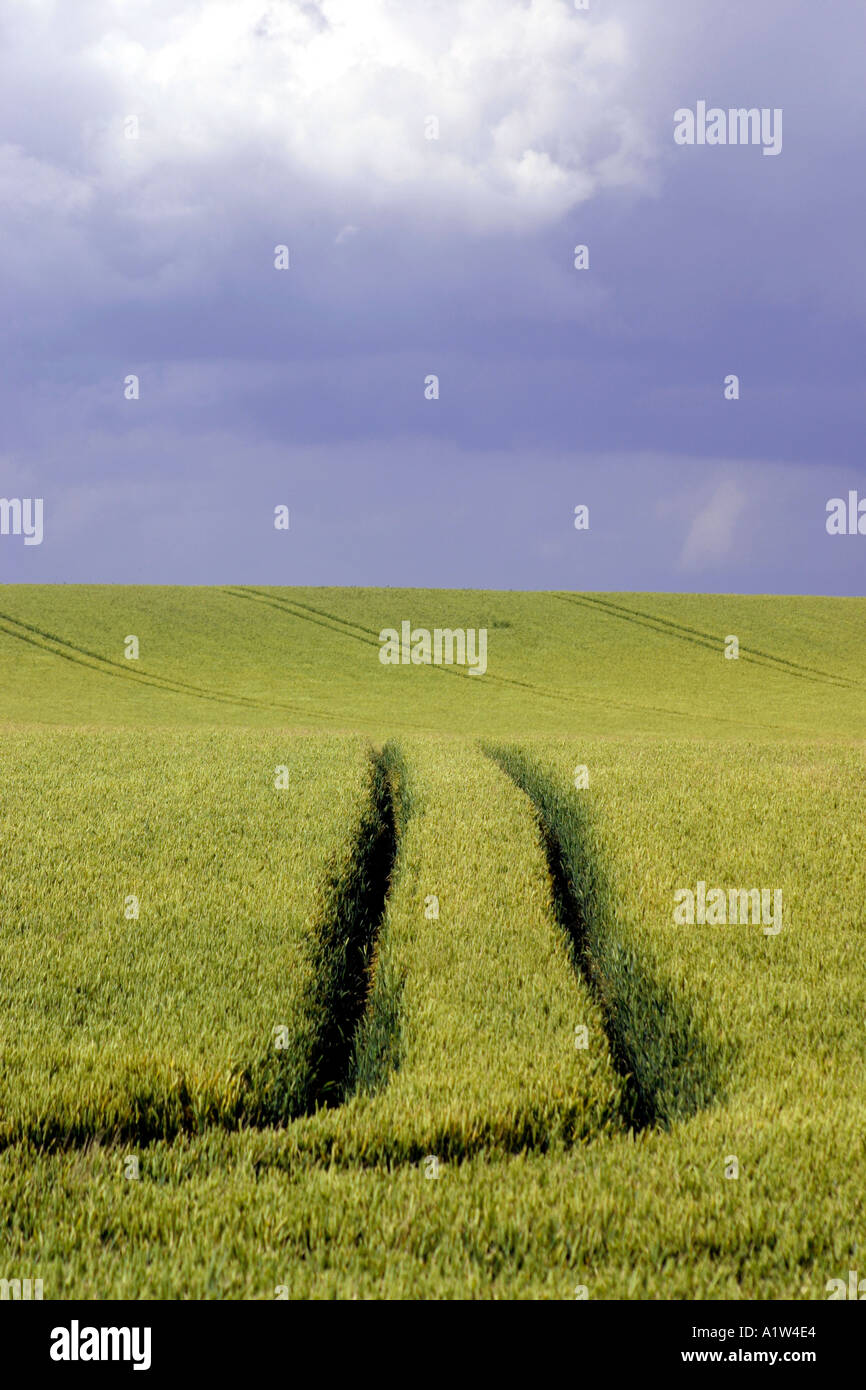 Tractor tyre trails in the wheat Stock Photo - Alamy