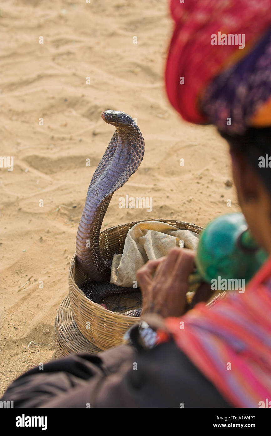 Snake charmer, Rajasthan - India Stock Photo - Alamy
