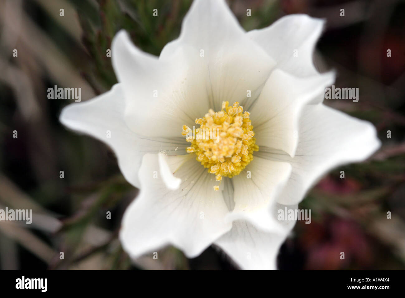 Alpine flower White and yellow Pasque Flower Buttercup Family Stock ...