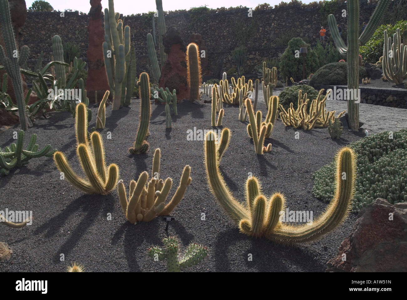 backlit cactus arm shaped jardin de cactus cesar manrique Stock Photo ...