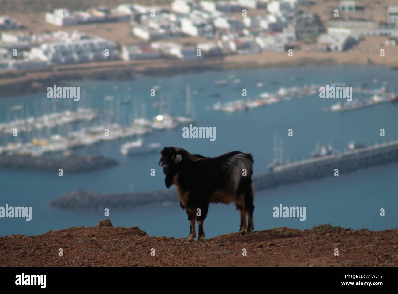 goat on a hill in front of sailing yacht marina Stock Photo - Alamy