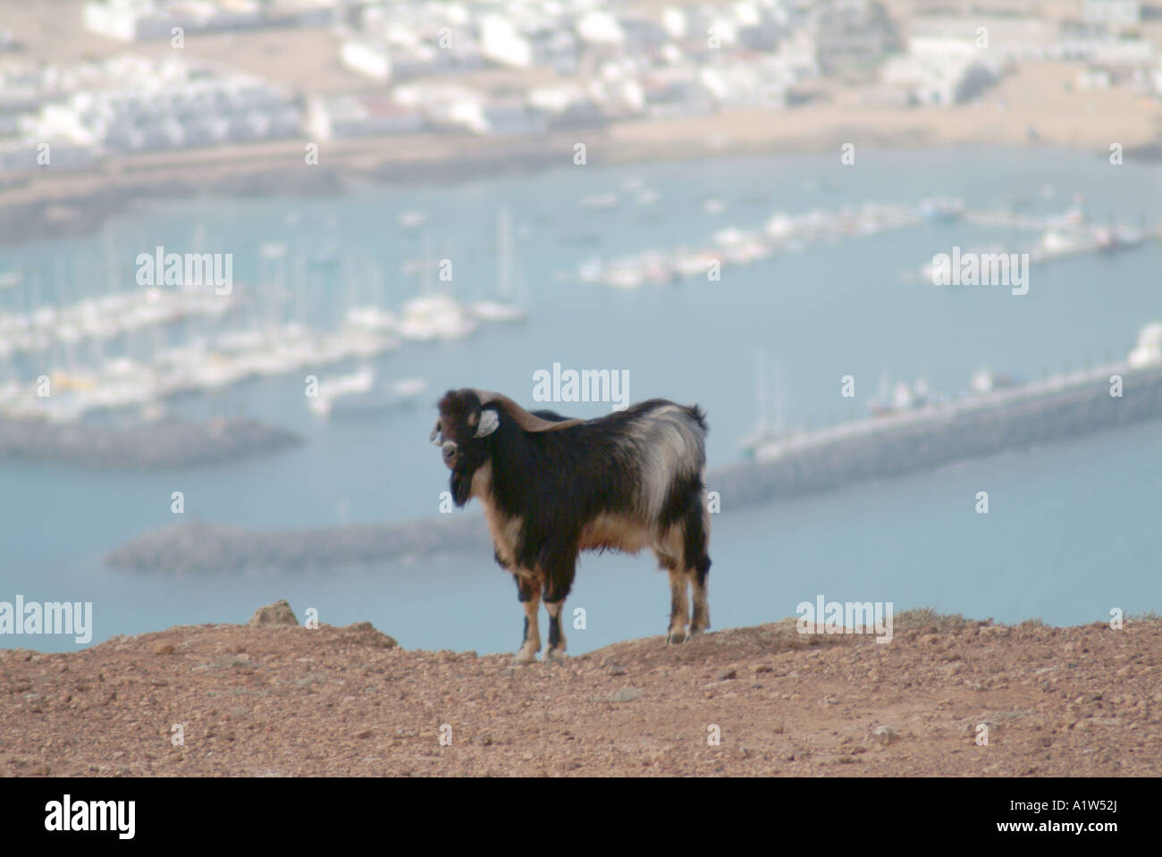 goat on a hill in front of sailing yacht marina Stock Photo - Alamy