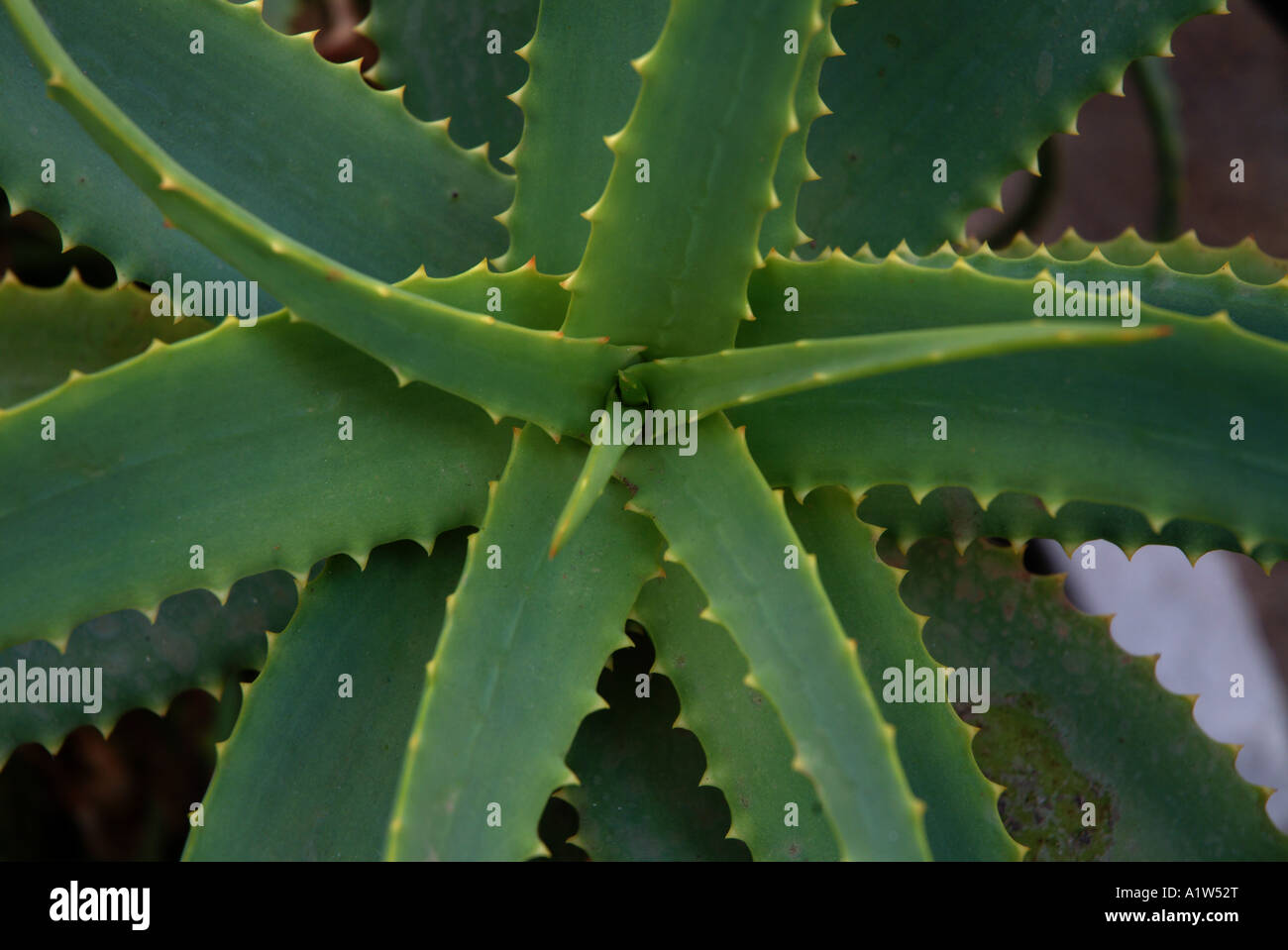 Aloe vera centre hi-res stock photography and images - Alamy
