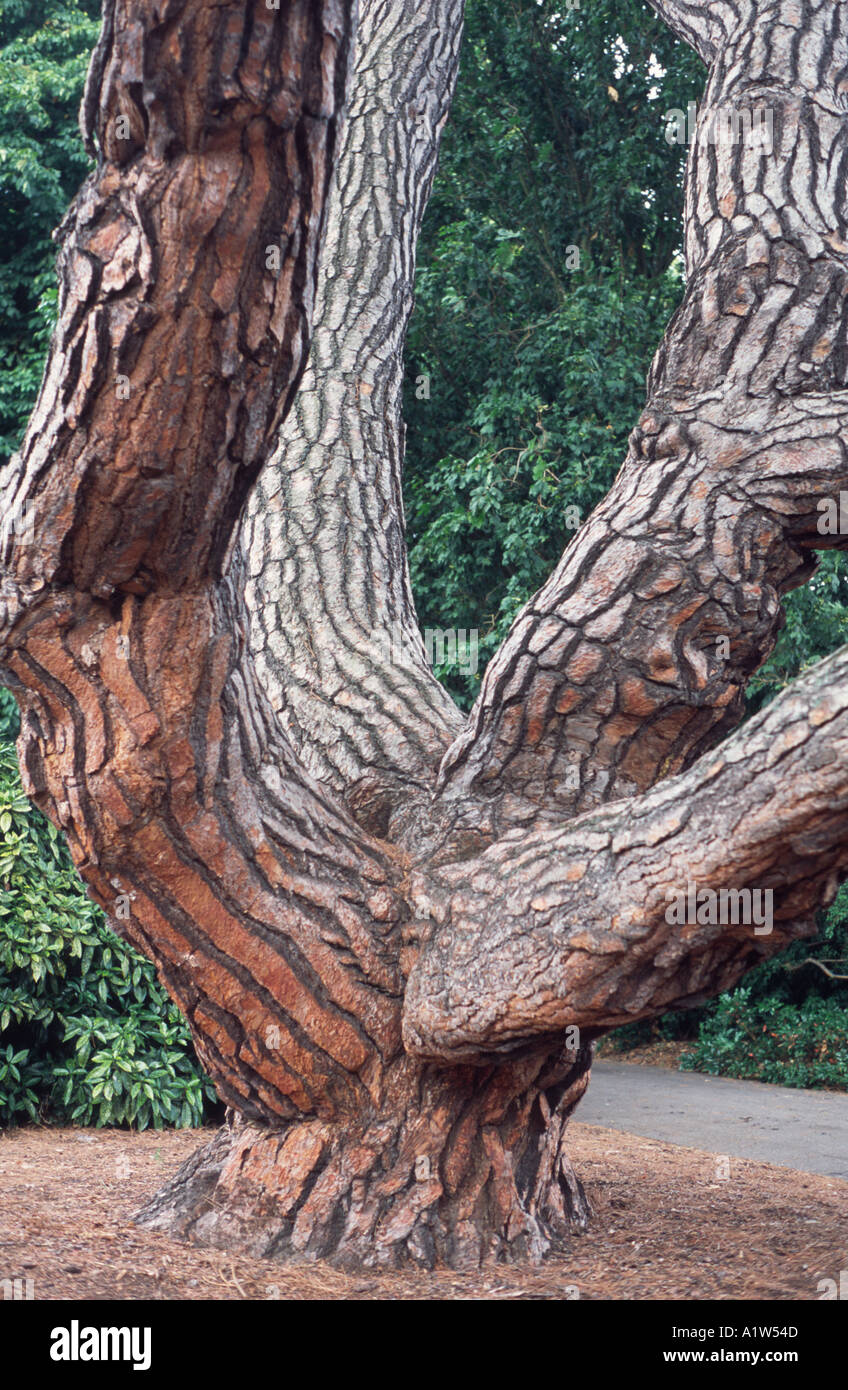 Pinus pinea kew hi-res stock photography and images - Alamy