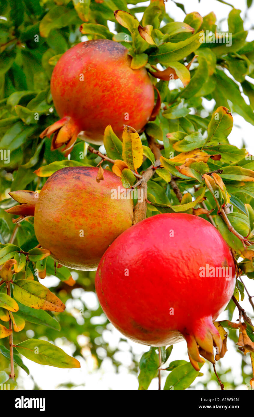 Three California pomegranates (Punica granatum) growing on a tree in ...