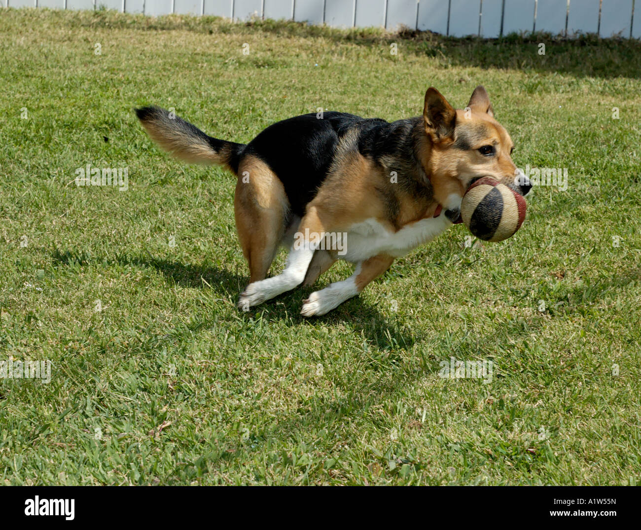 Dog with ball in mouth running in backyard Stock Photo - Alamy