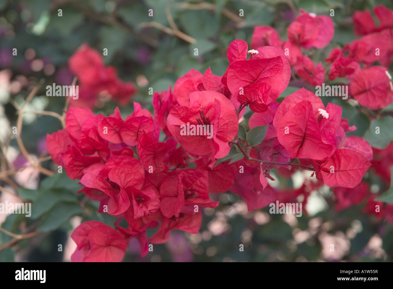 small red flowers on stem Stock Photo - Alamy