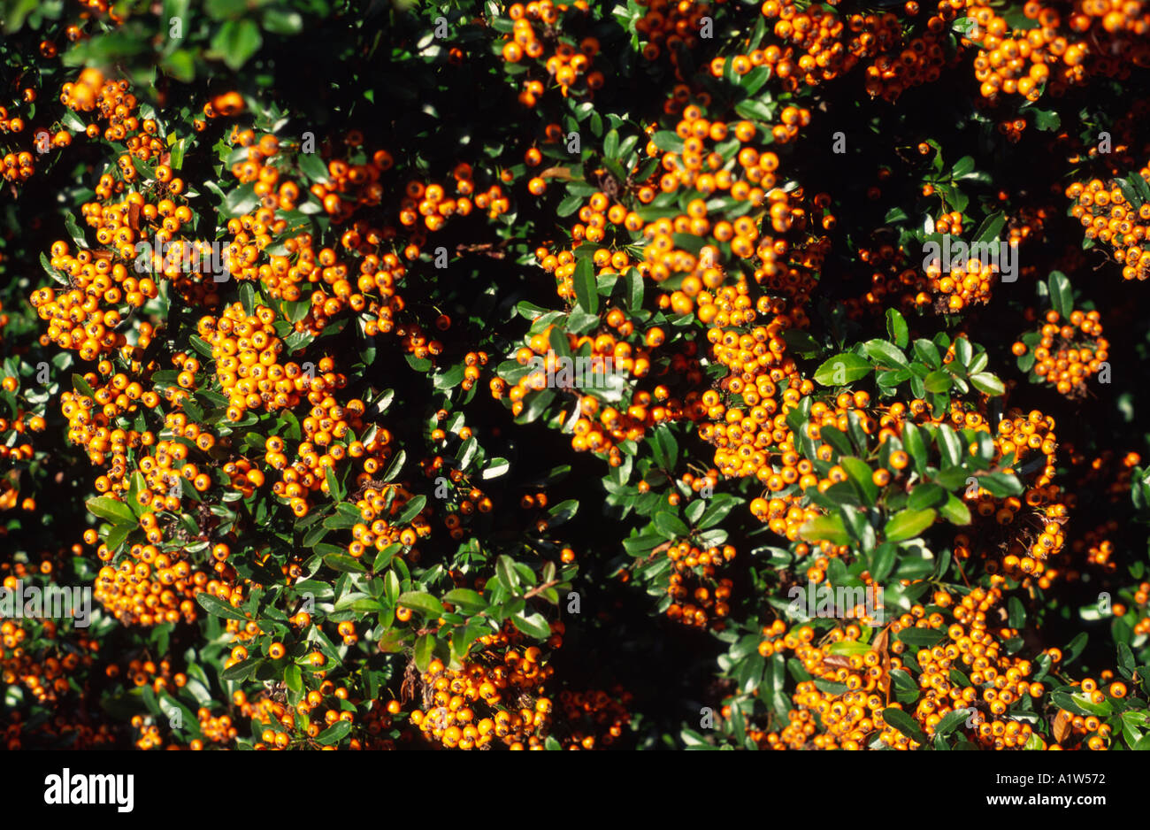 Uk pyracantha bush hi-res stock photography and images - Alamy