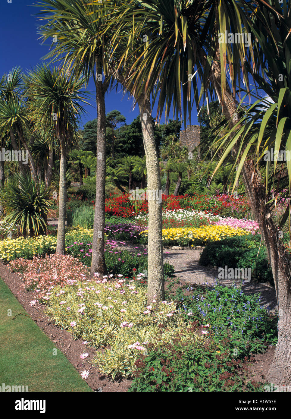 Palm Tress in the exotic Logan Botanic Gardens near Stranraer in the ...