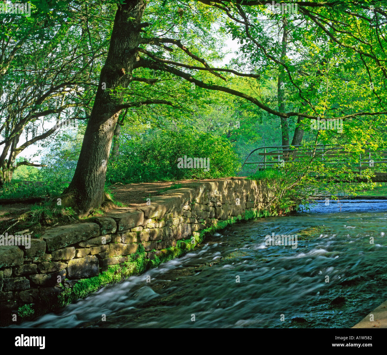 Summer trees and ponds hi-res stock photography and images - Alamy
