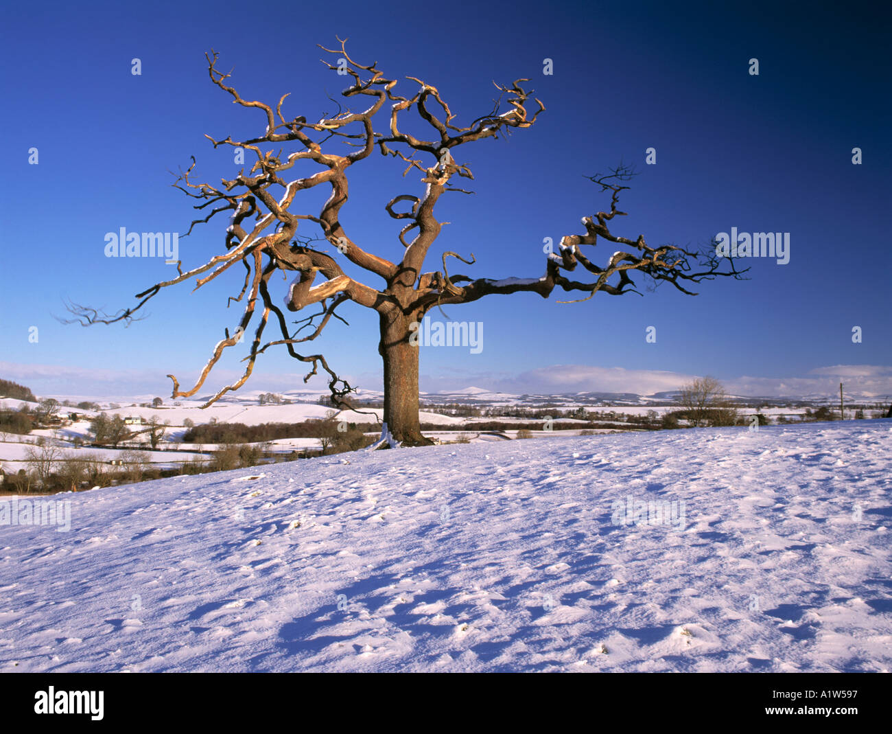 A chilly winter landscape dead tree in the snow looking across the Nith ...