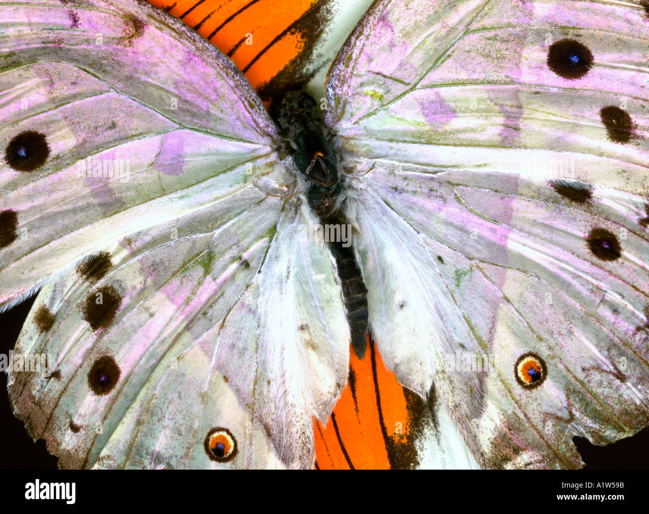 Butterfly textures hi-res stock photography and images - Alamy
