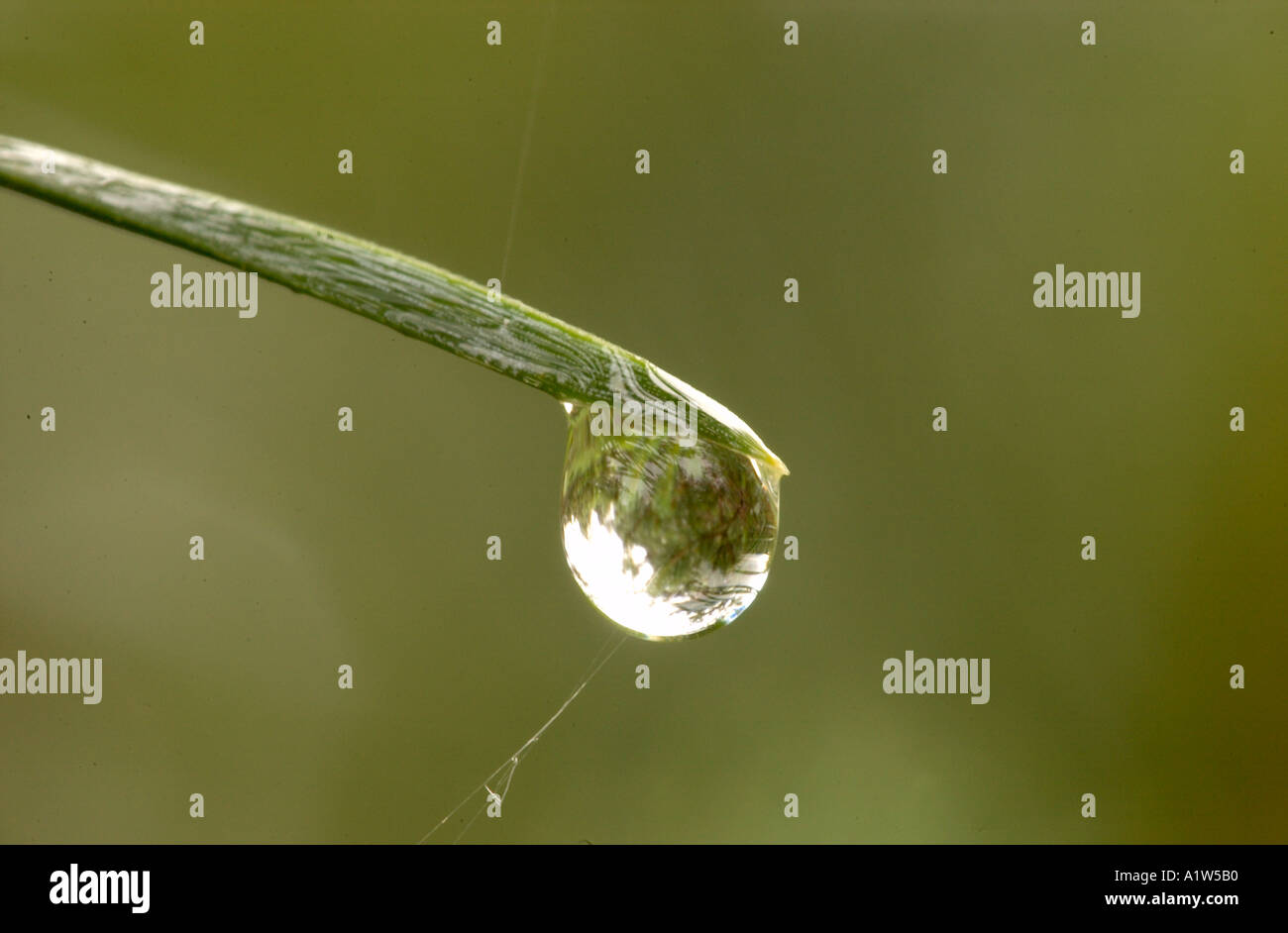 rain drop on pine needle Stock Photo - Alamy