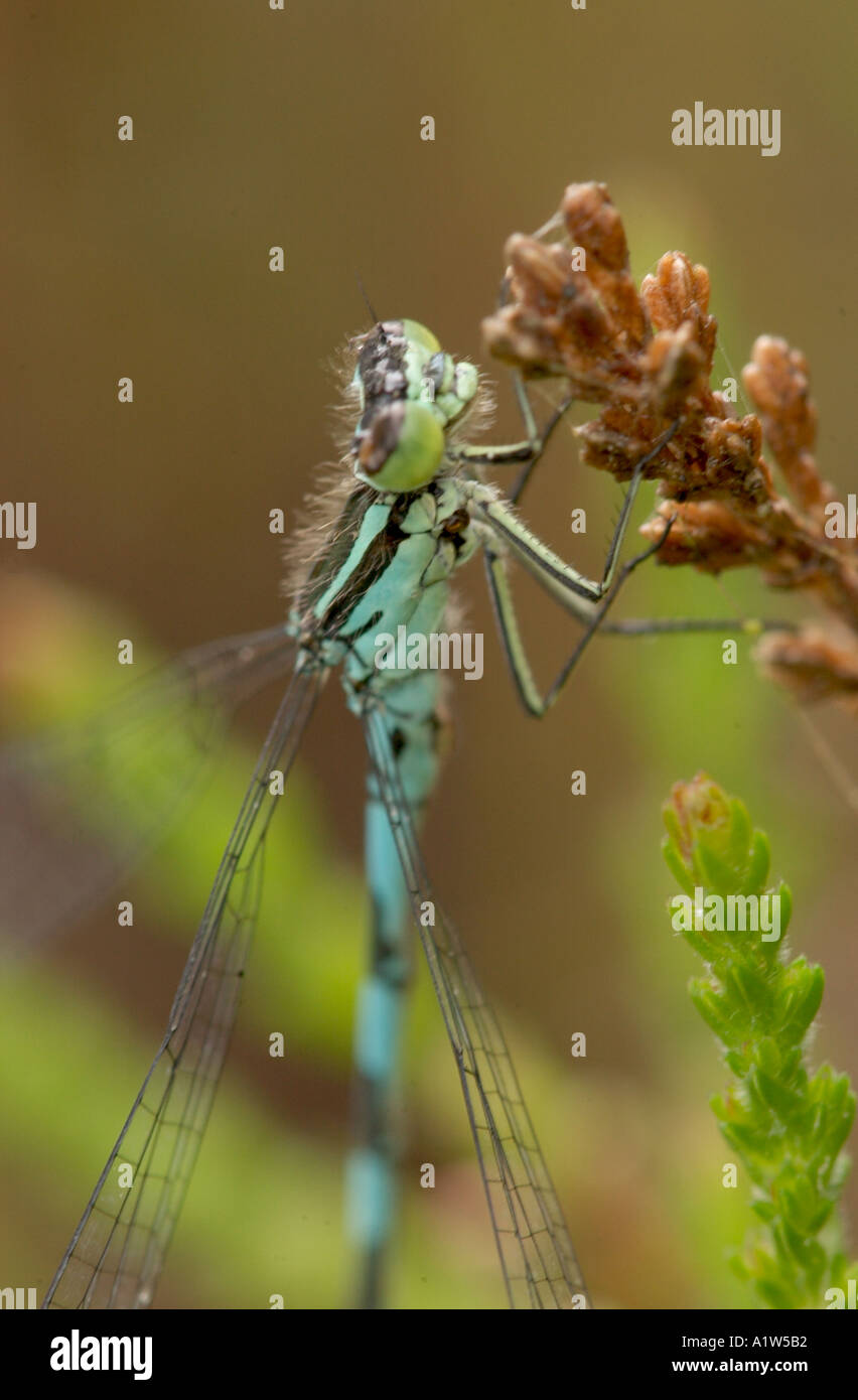 common blue damsel fly Vertical Stock Photo - Alamy