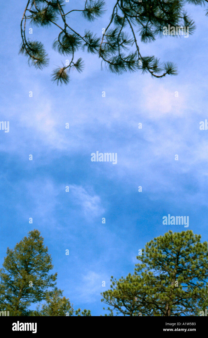 TREES AND SKY Stock Photo - Alamy