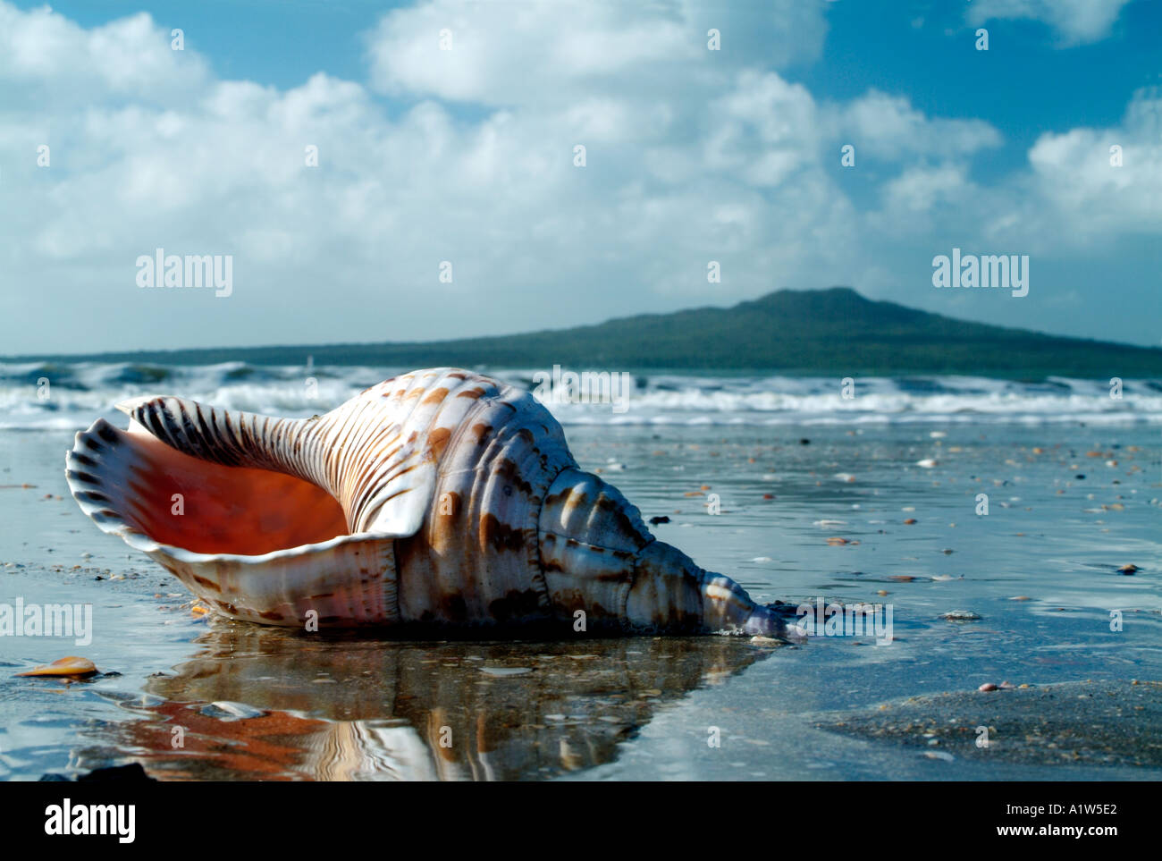 Conch shell with Rangitoto Stock Photo - Alamy