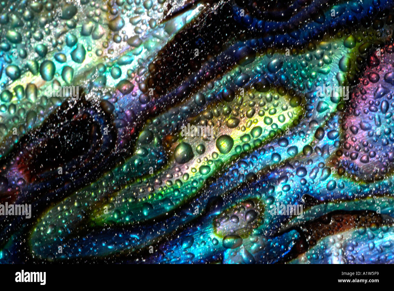Paua nz hi-res stock photography and images - Alamy
