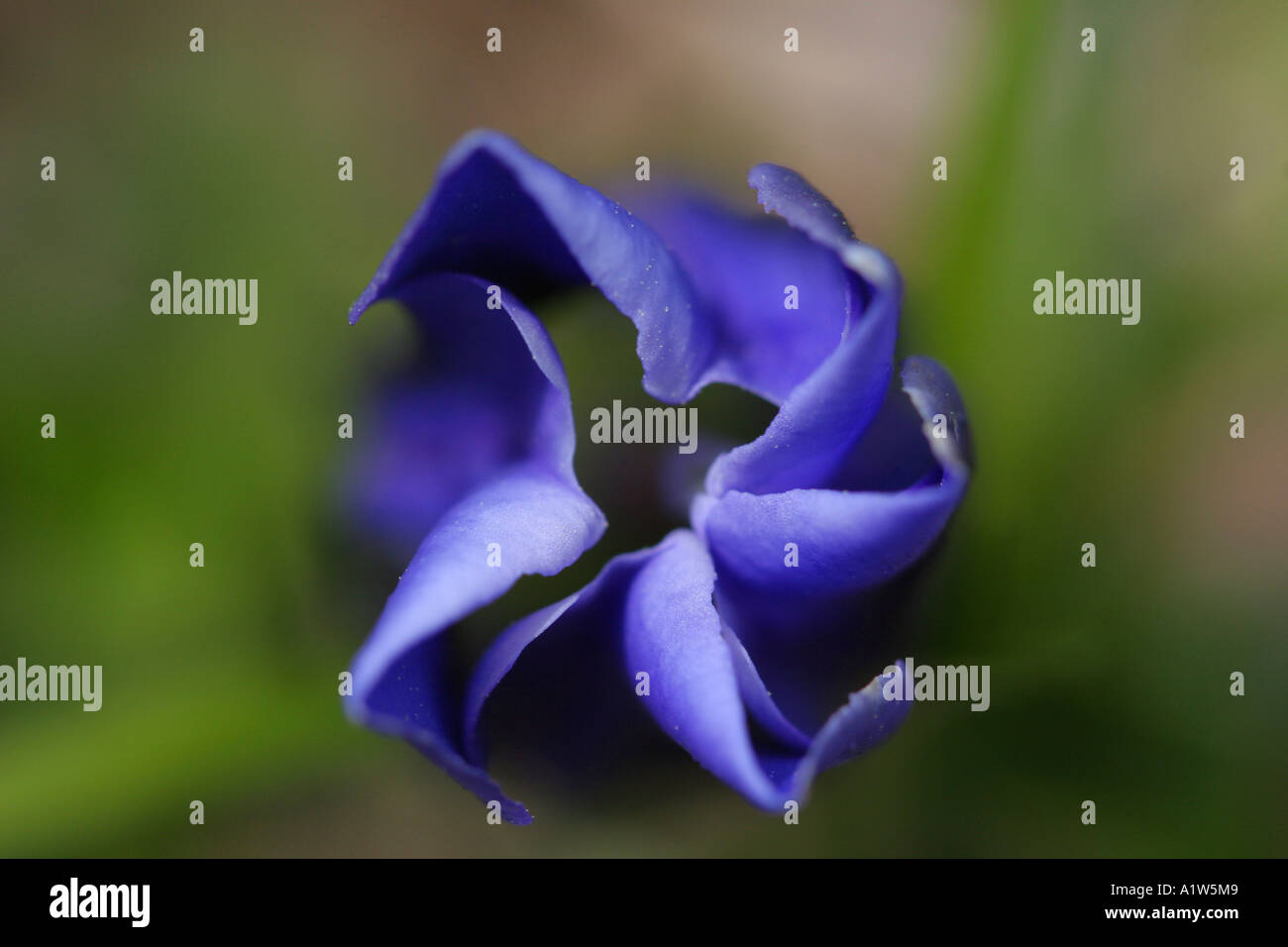 Purple Alpine flower Swiss Alps Switzerland Stock Photo - Alamy