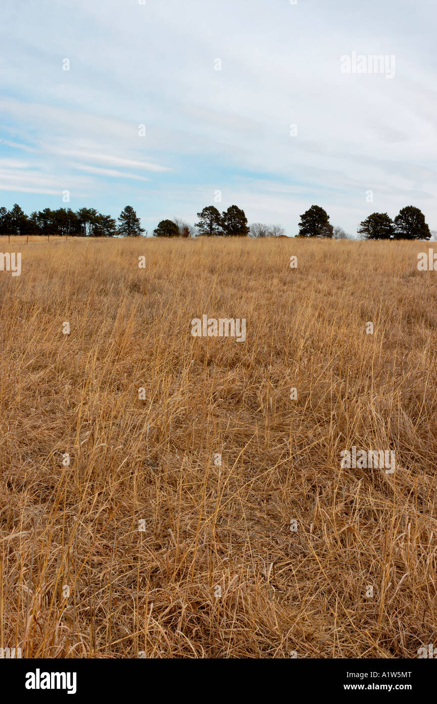 Prairie grasses at Pioneers Park Nature Center Lincoln Nebraska USA ...