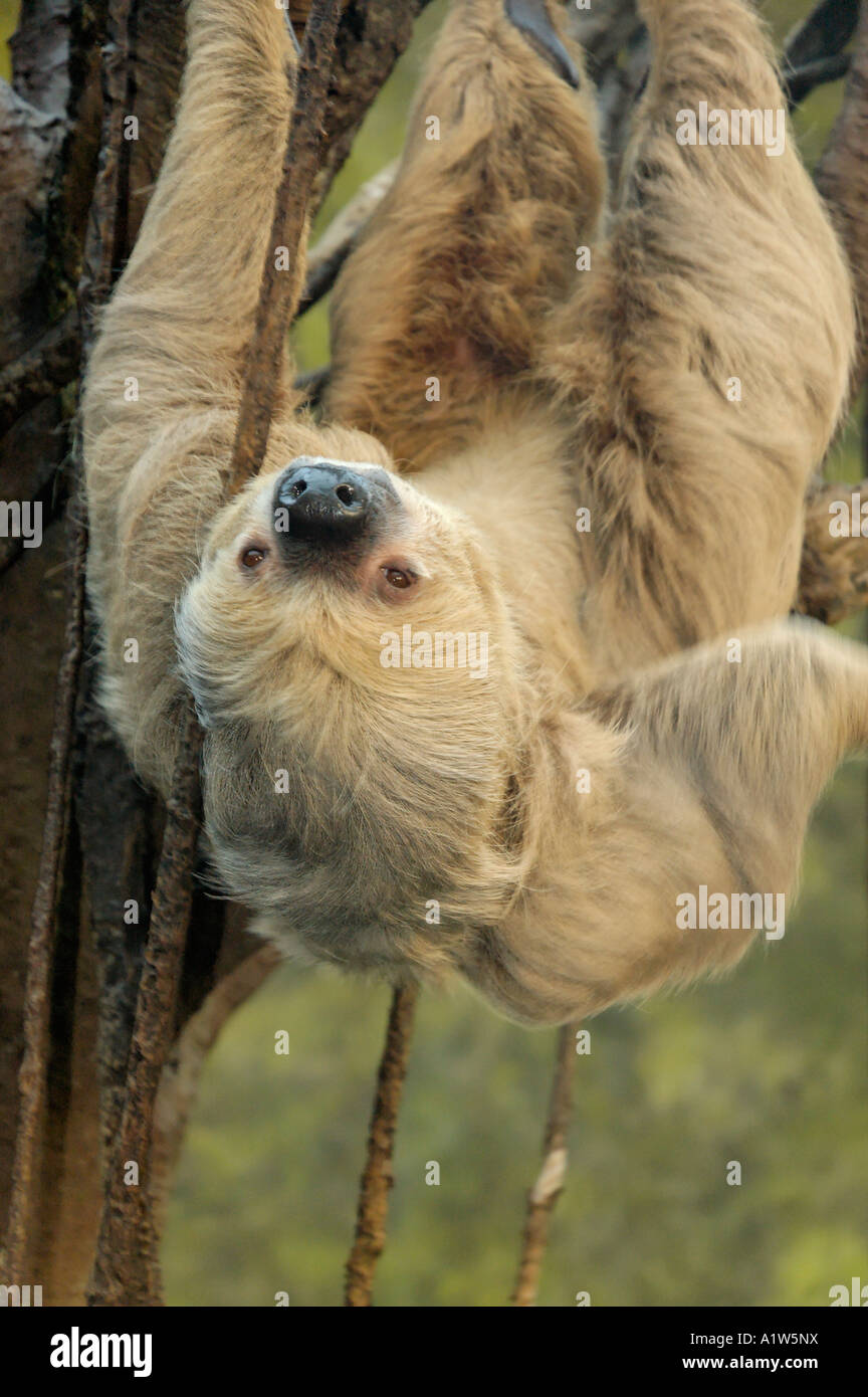 Two toed sloth Choloepus didactylus Henry Doorly Zoo Omaha Nebraska USA ...