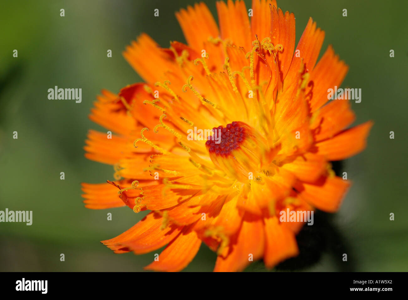 Schynige platte alpine garden hi-res stock photography and images - Alamy