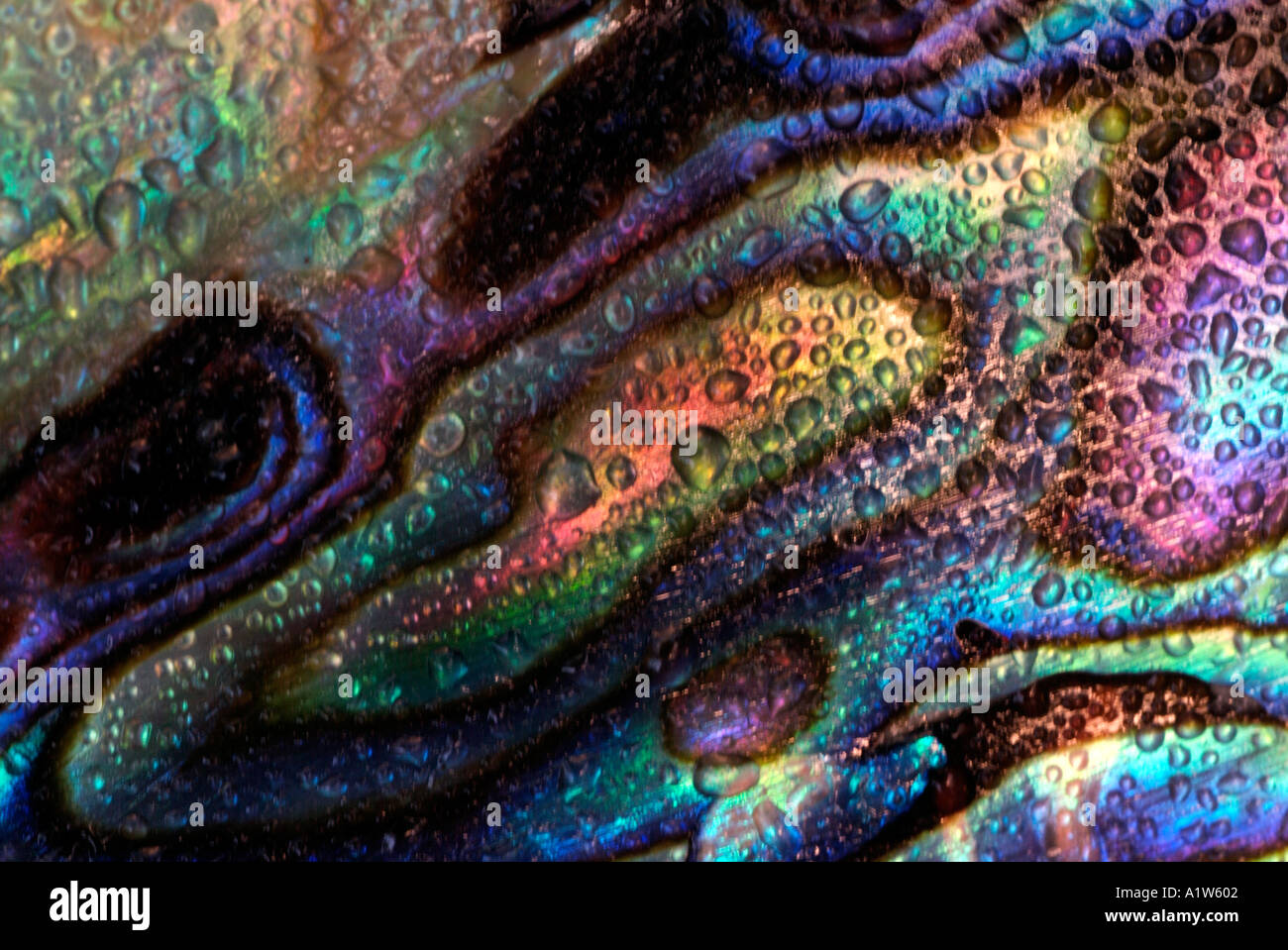 Paua nz hi-res stock photography and images - Alamy