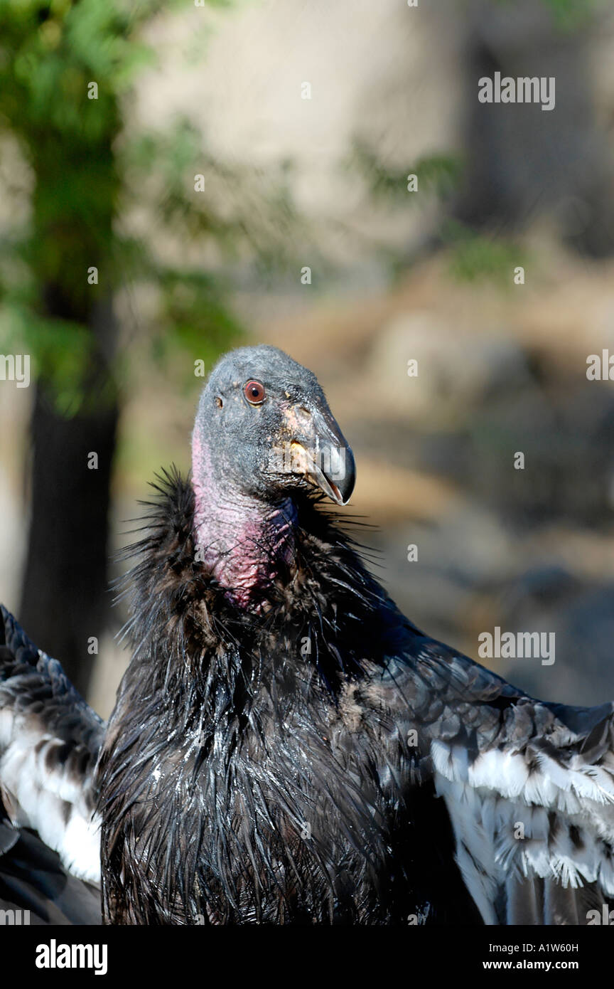 California condor head hi-res stock photography and images - Alamy