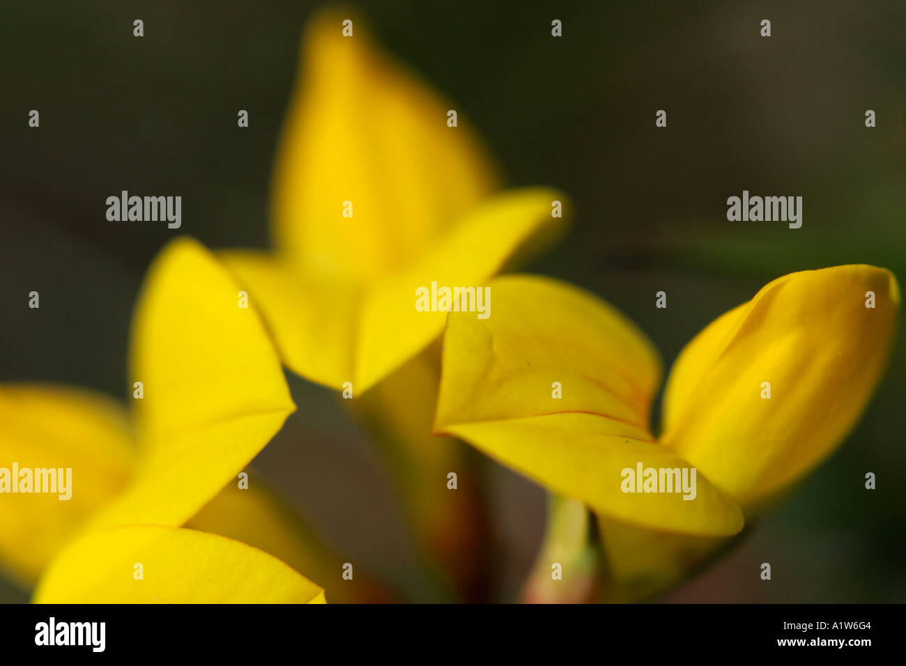 Alpine flower yellow orchid looking Stock Photo - Alamy