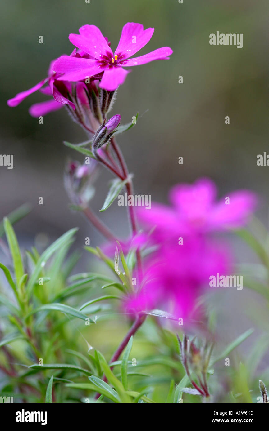 Alpine flower pink purple colour Stock Photo - Alamy