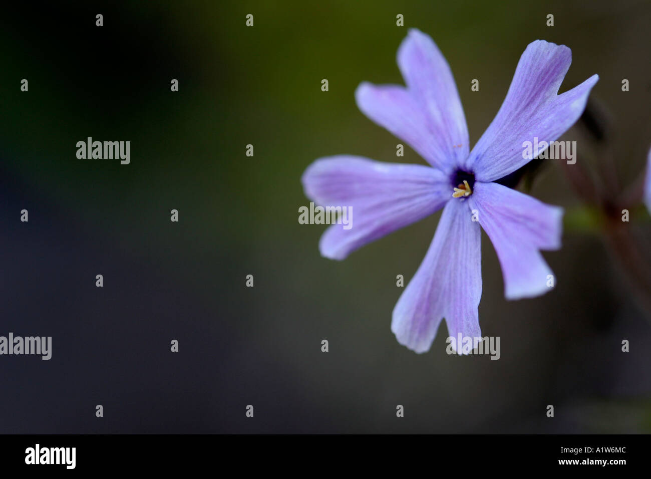 Alpine flower purple colour Stock Photo - Alamy