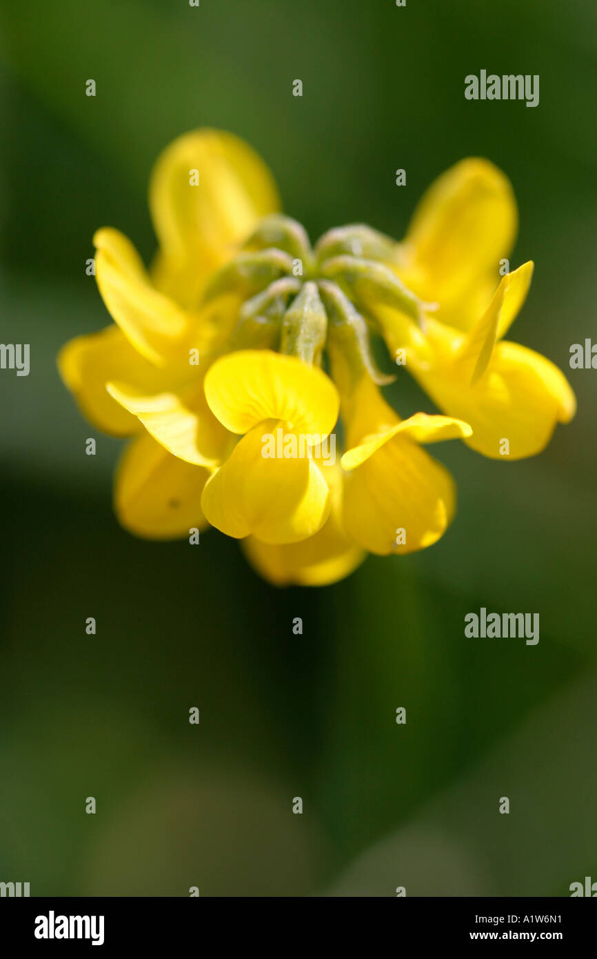 Alpine flower yellow Stock Photo - Alamy