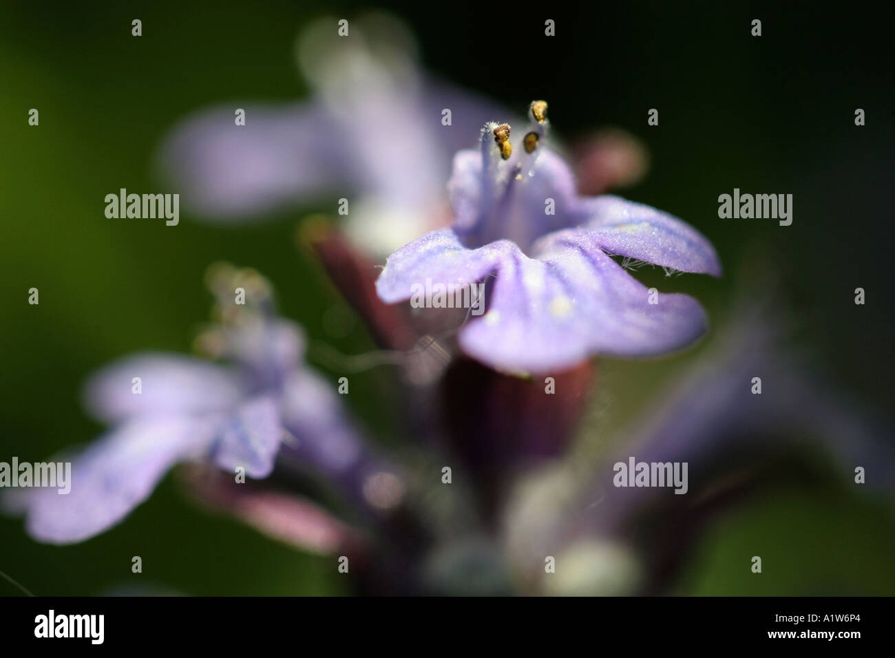 Alpine flower blue colour Stock Photo - Alamy
