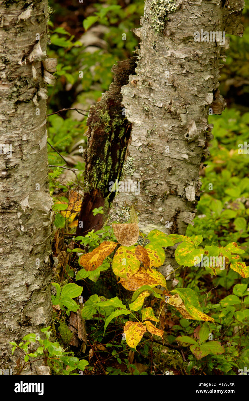 Tree trunk detail with leaves in the Wonderland area of Acadia National ...