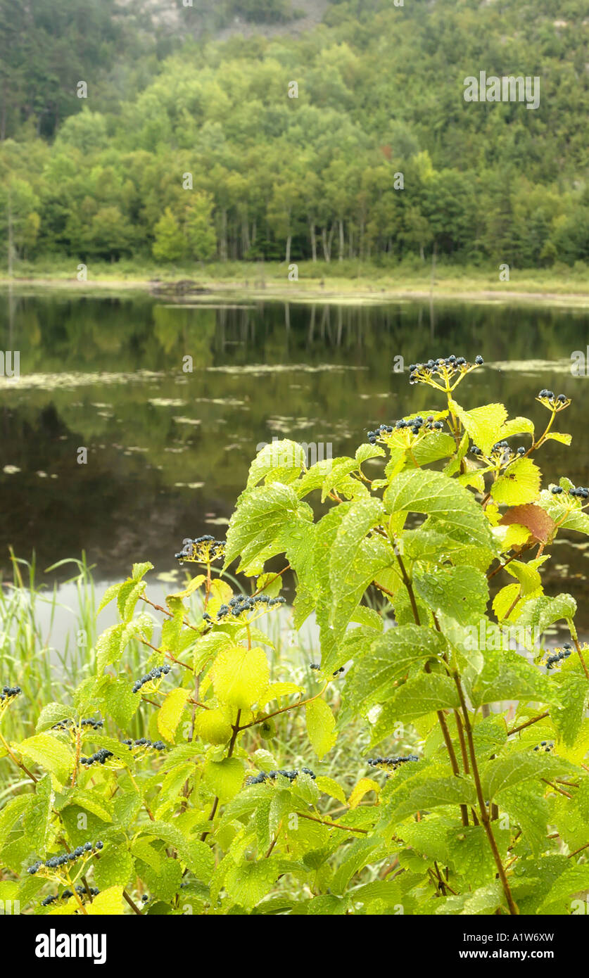 Wild blueberry bush and beaver pond Acadia National Park Maine USA ...