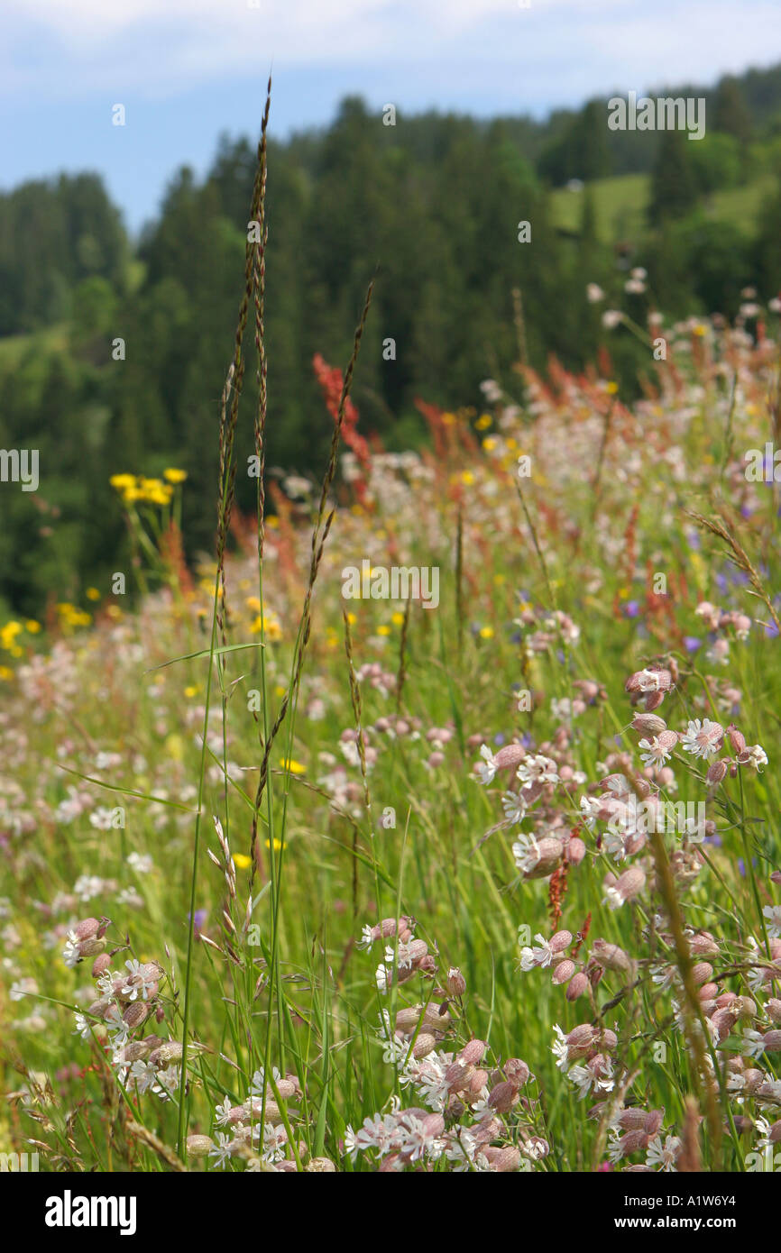Alpine flowers in a Swiss meadow Stock Photo - Alamy
