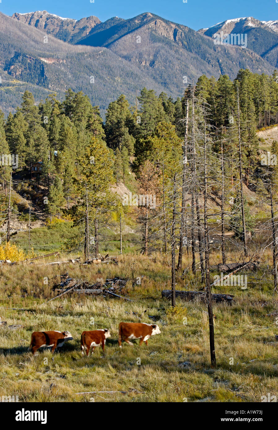Cows grazing at Vallectio reservoir Colorado, USA Stock Photo - Alamy